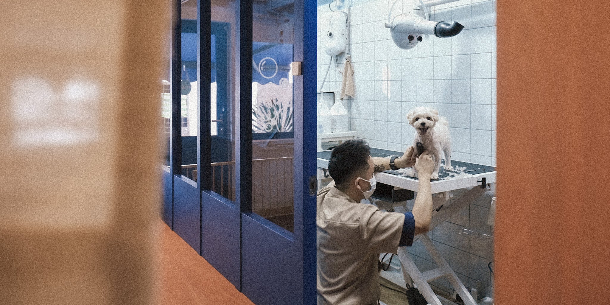 Dog Grooming – Bubbly